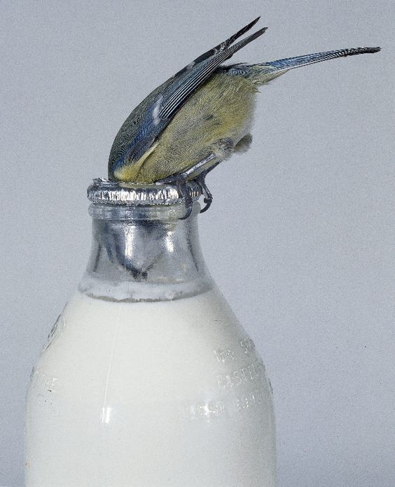 A brief history of Milkmen – Stephen Liddell