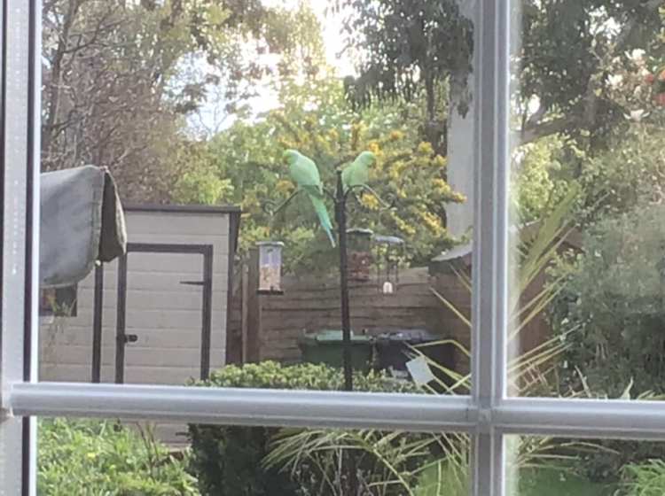 Feeding the green parakeets of London – Stephen Liddell