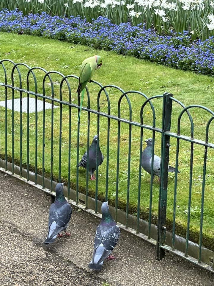 Feeding the green parakeets of London – Stephen Liddell